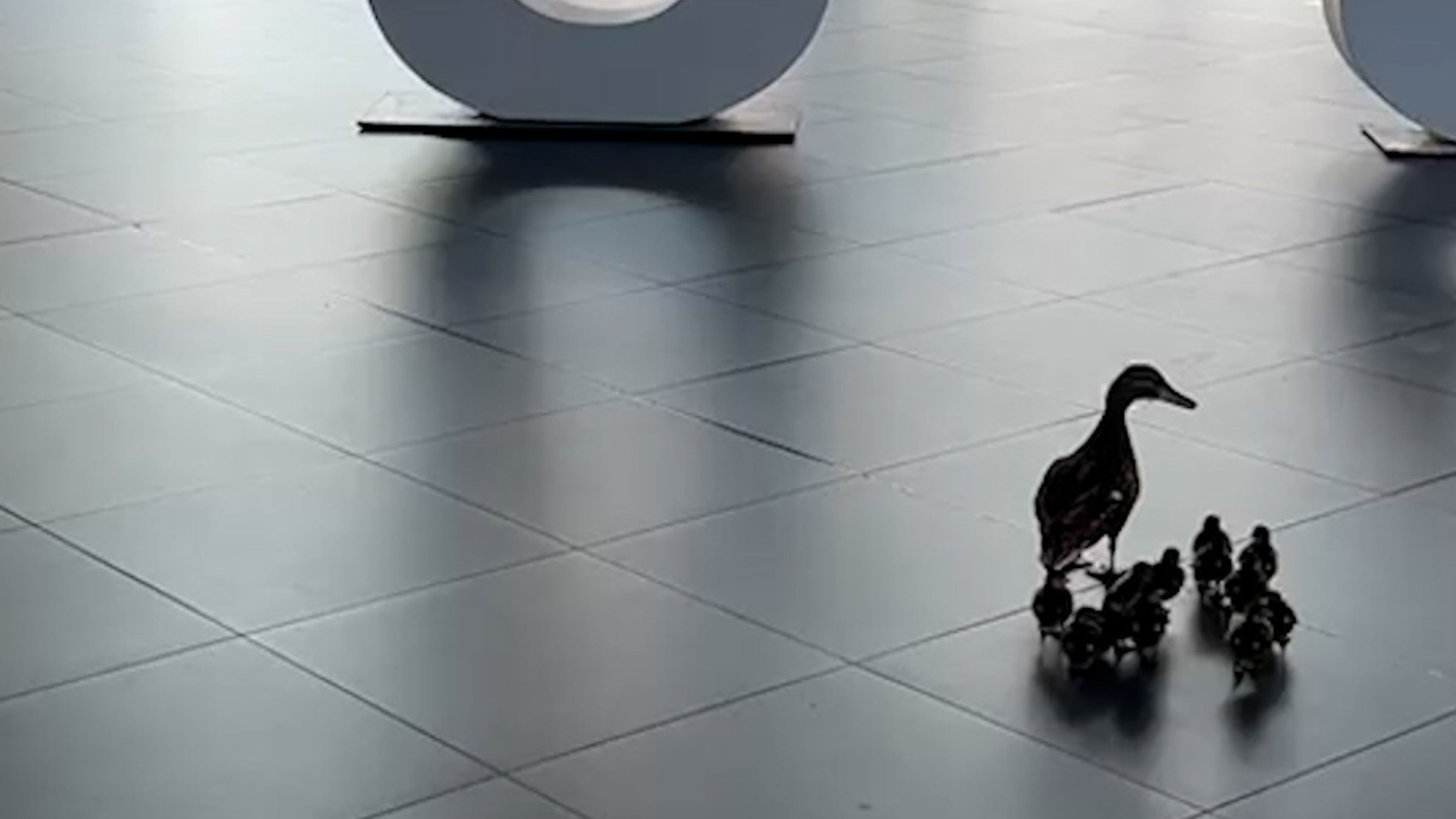 Duck brood take stroll through university lobby