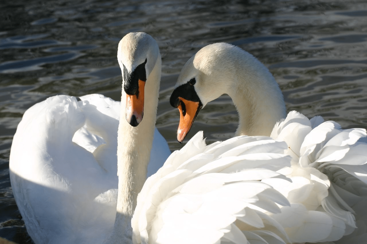 Animals that find the one and never look back