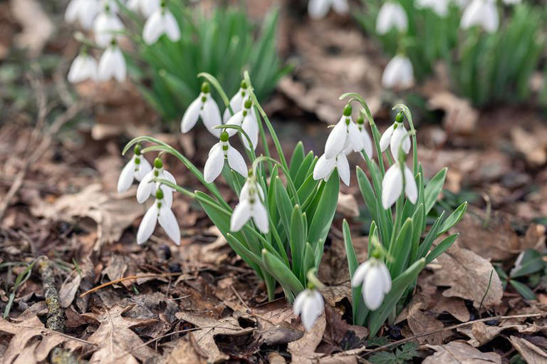 Gardeners' World's Carol Klein says snowdrops will grow perfectly if ...