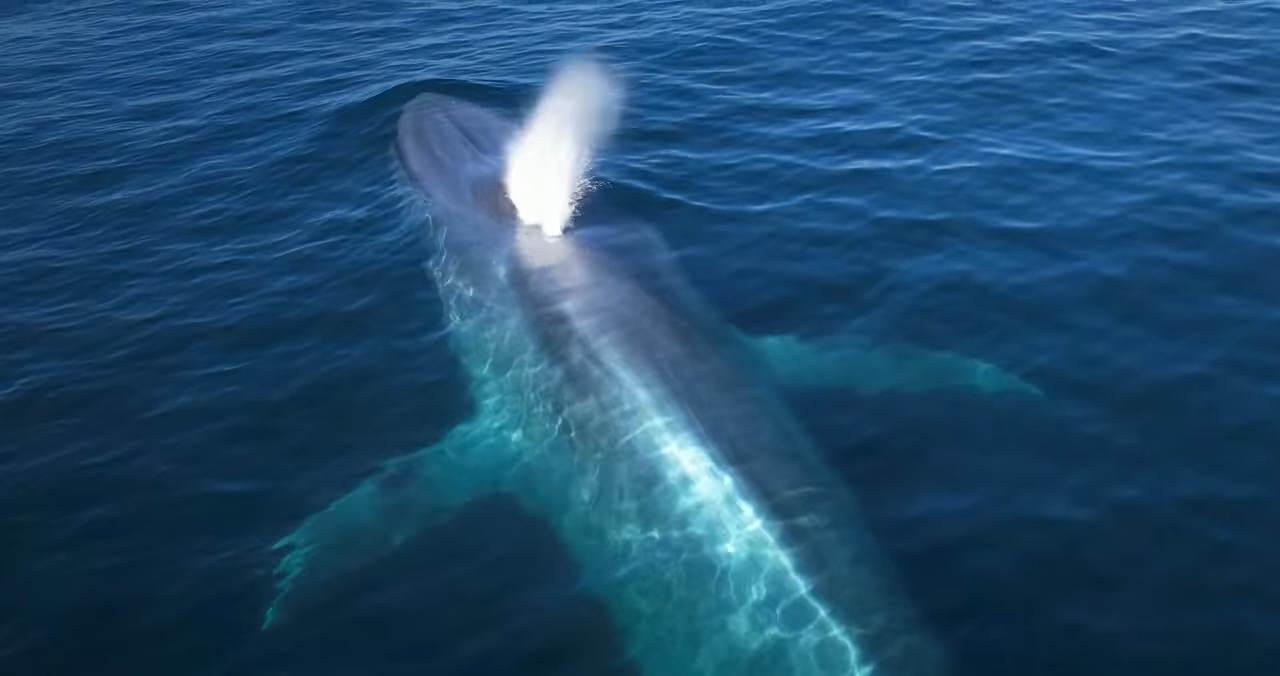 This is the most massive creature in Earth’s history
