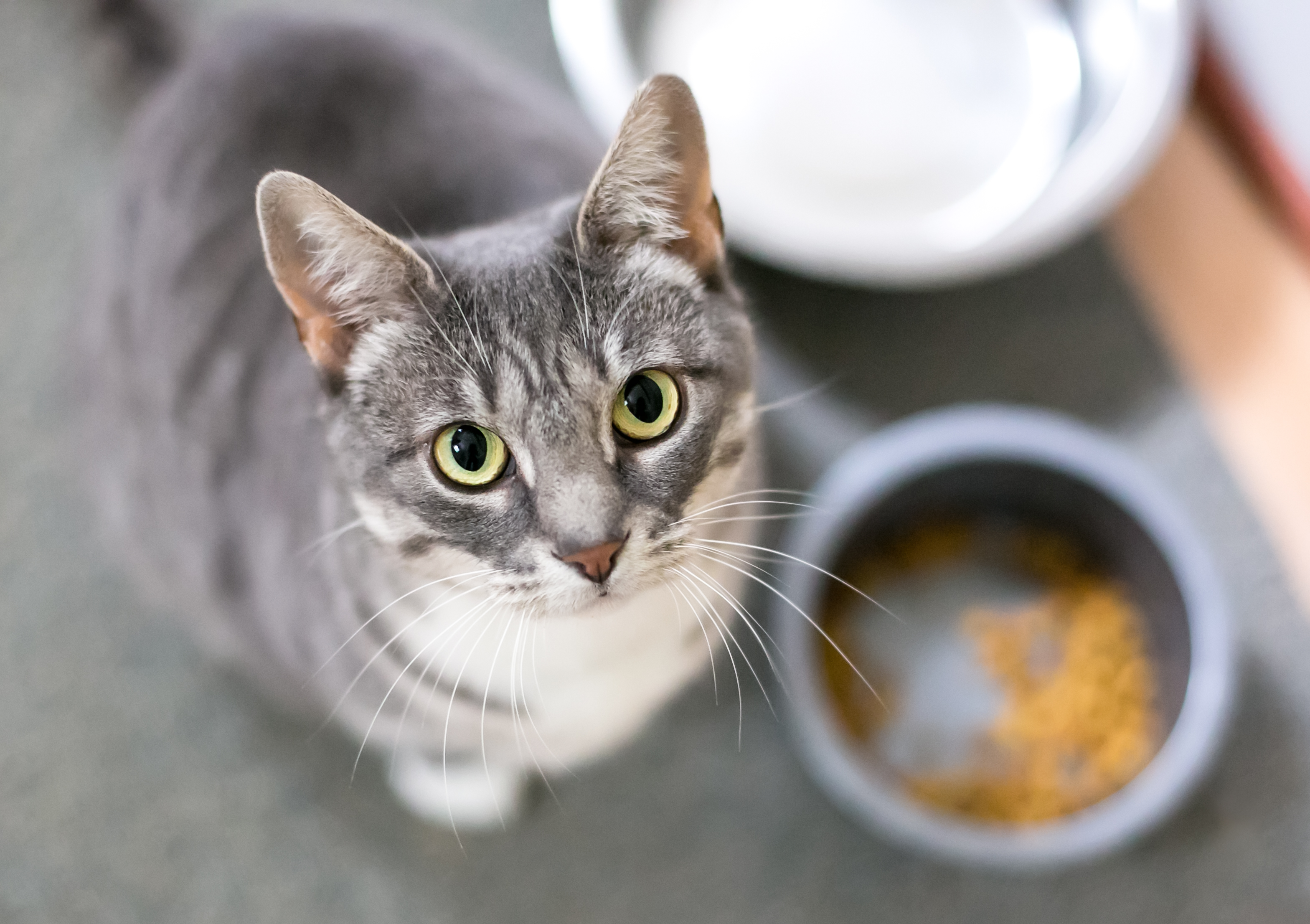 Vet reveals if cats actually know the different days of the week