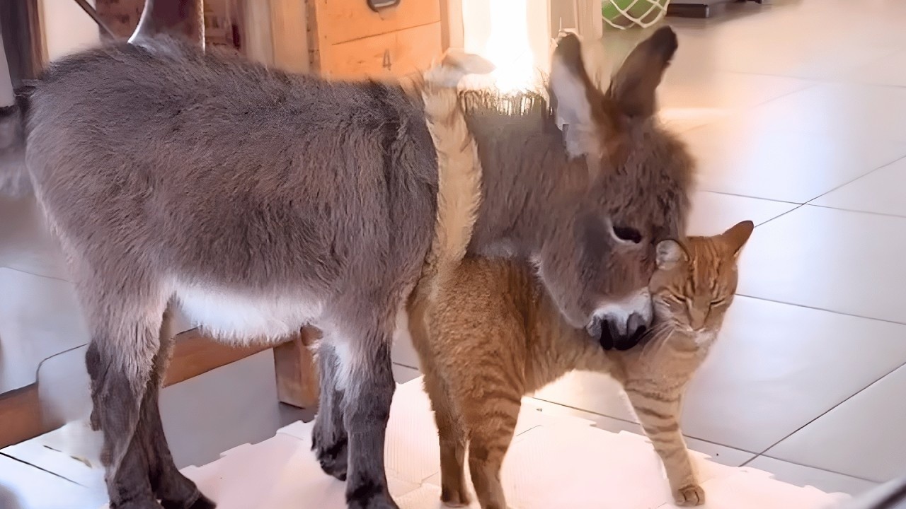 Baby donkey moves into the house until she becomes best friends with ...