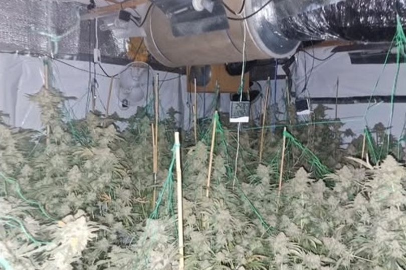 Police uncover large cannabis farm in Penwortham raid as arrests made