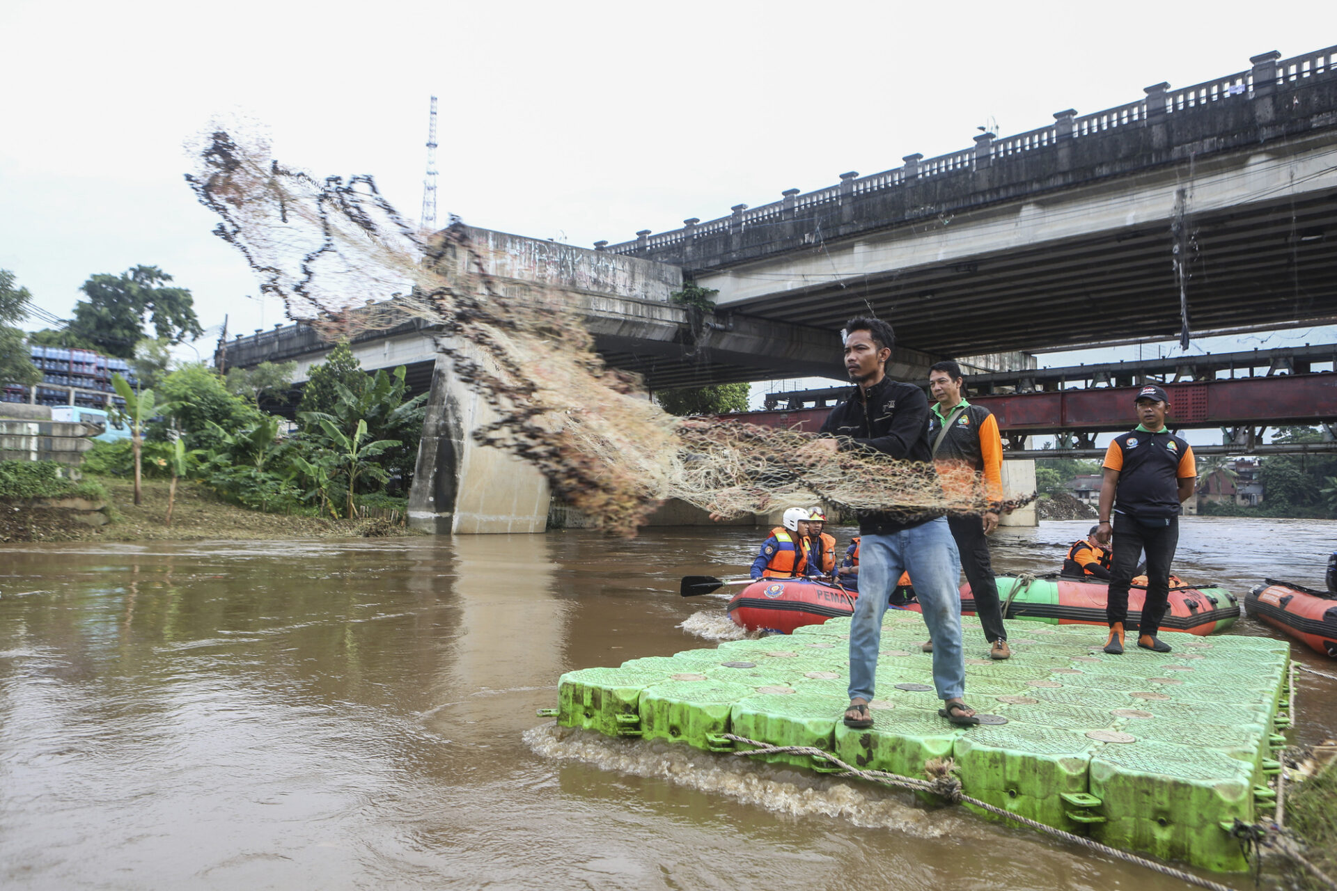 Dies ist die invasive giftige Fischart, die Jakarta beunruhigt