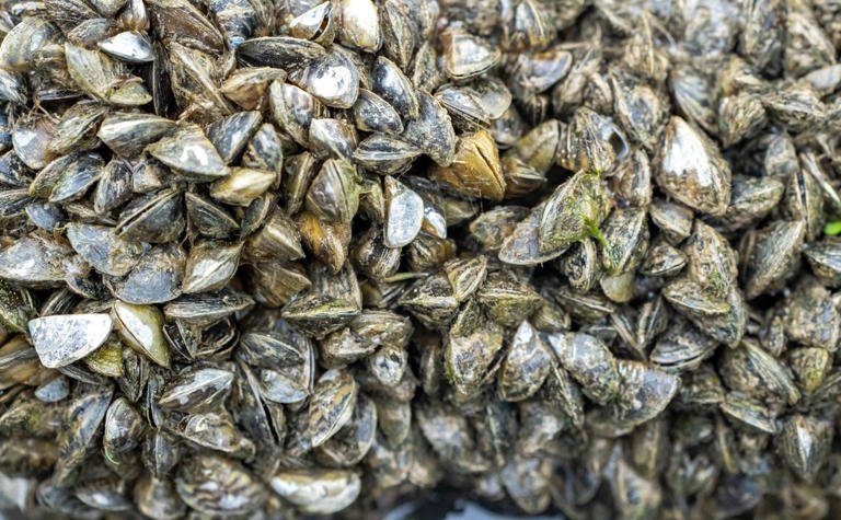 California is offering up to $200,000 to anyone who can stop these ...