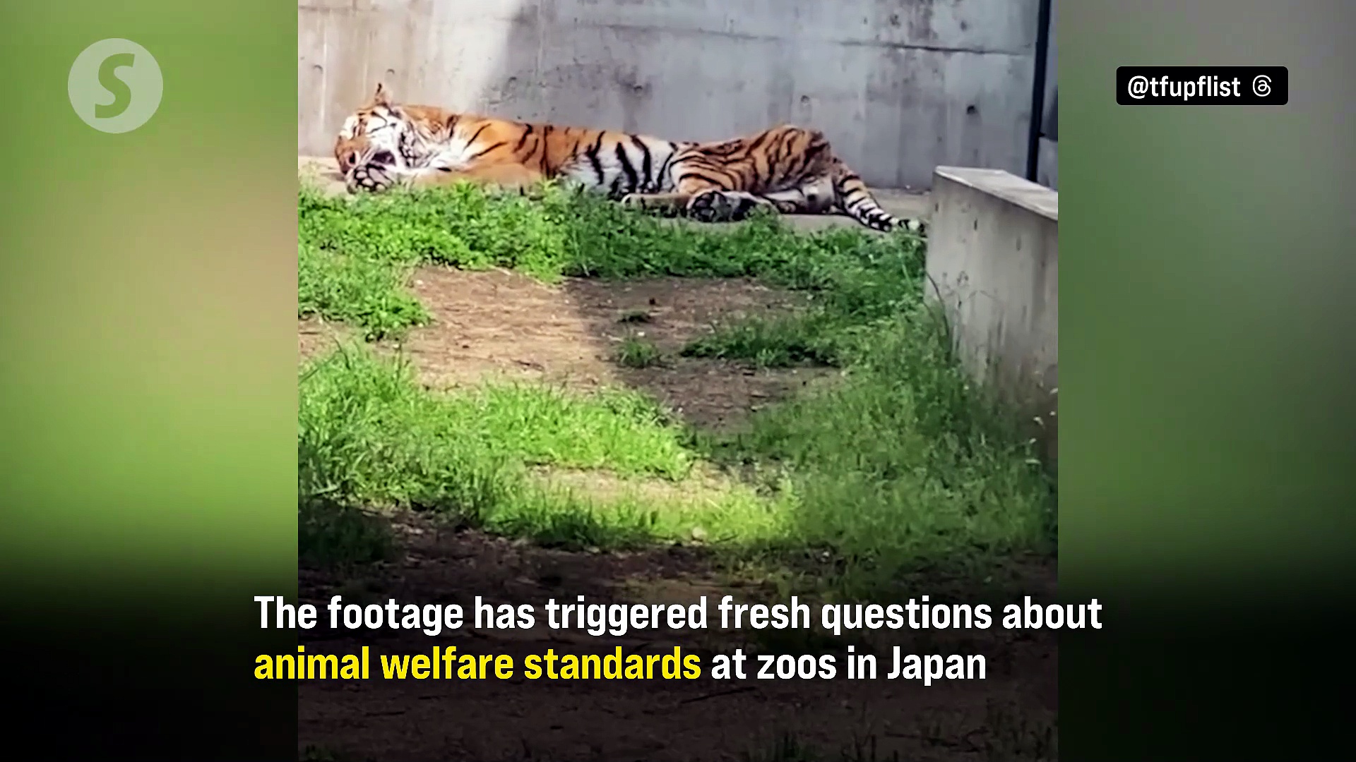 Uproar over video of emaciated tiger at Osaka zoo housing Taiping zoo ...