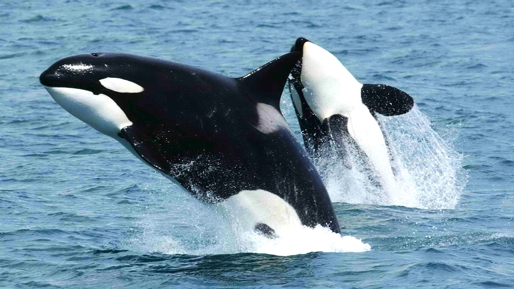 Regarde ce qui se passe quand une orque de 5 tonnes attaque - « Tu ne ...