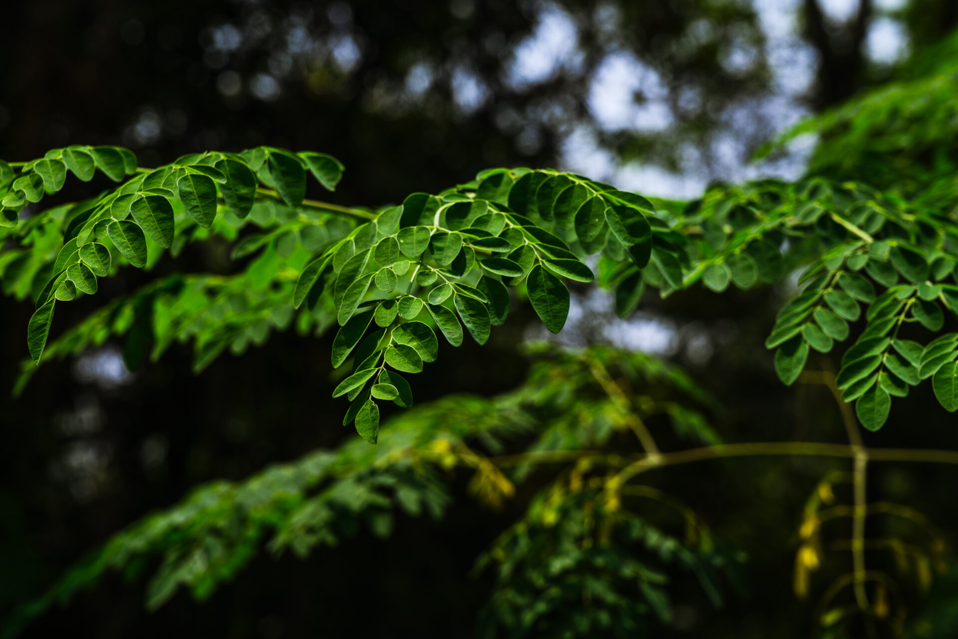 Moringa: así es el árbol capaz de purificar el agua de microplásticos