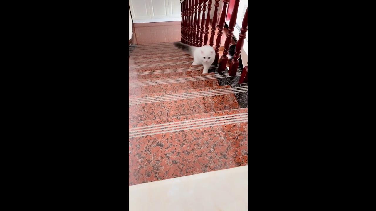 Fluffy white kitten climbing marble stairs with curious steps