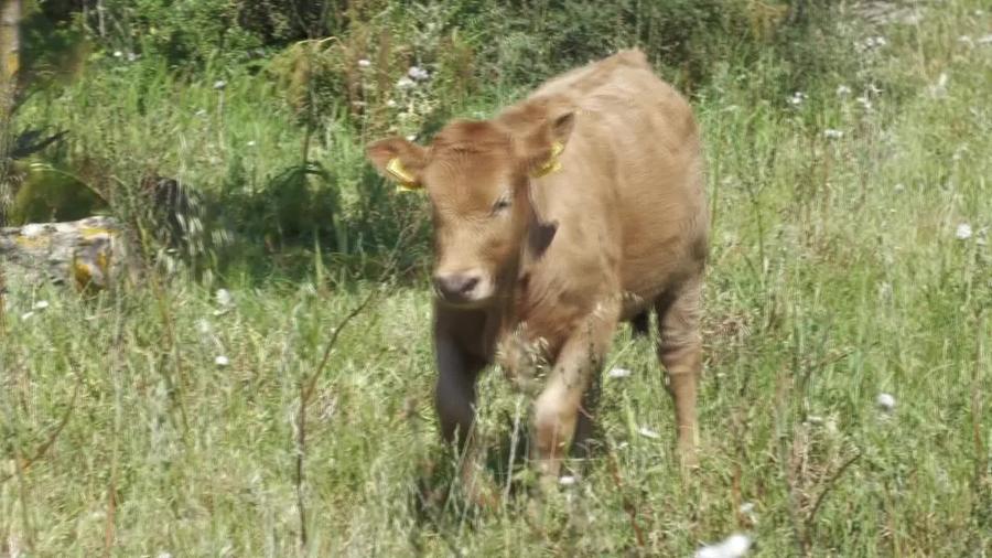 Dermatite bovina, i Pastori senza bandiera: «Così si rischia lo ...