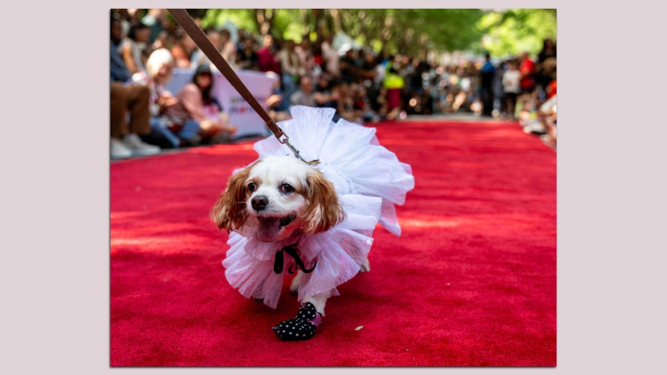 Weekend events: Bruce Springsteen, Bike Fest, Mutt Gala