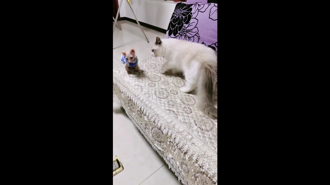 Cute little cat challenging bigger white cat on cozy couch