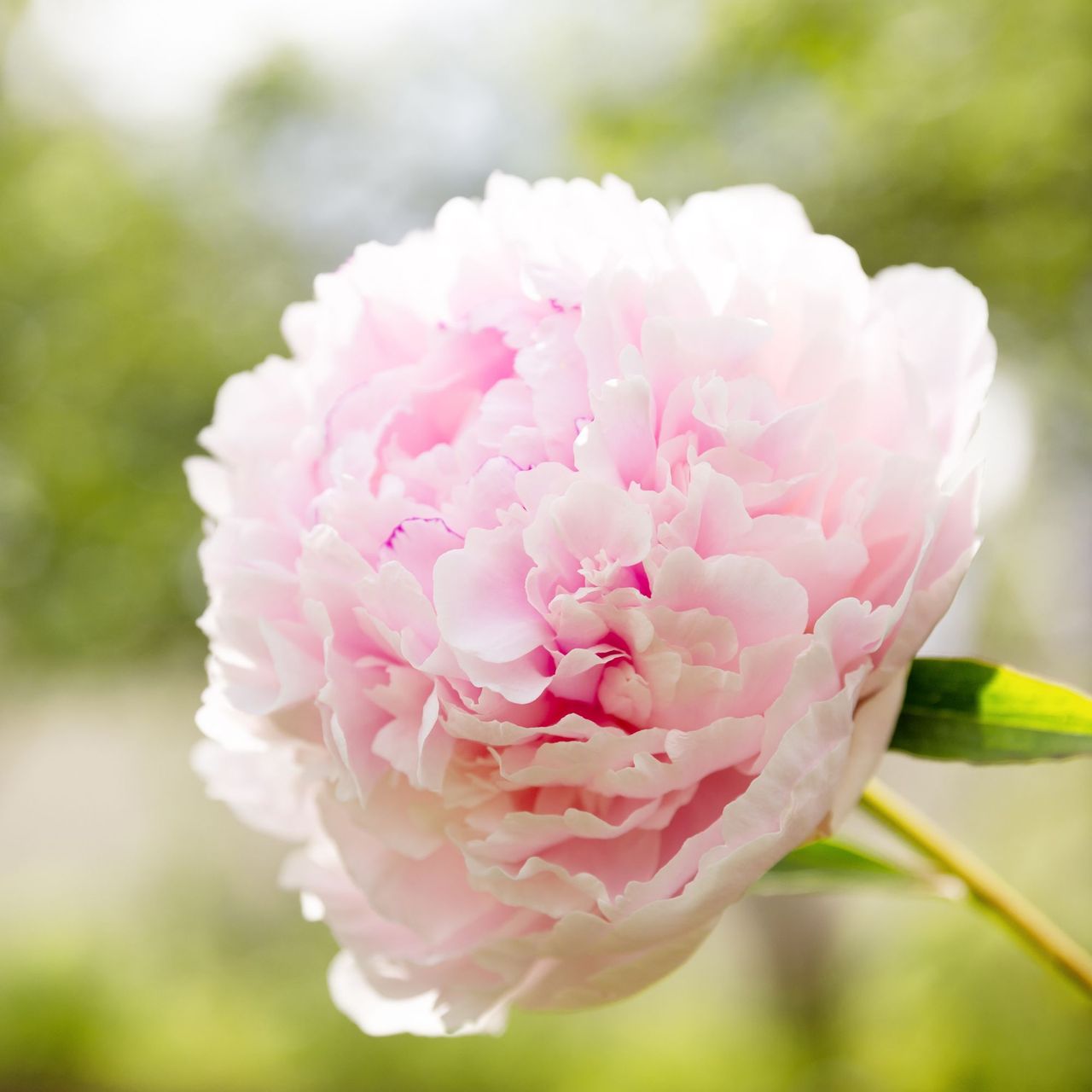 Feeling lazy? These 9 beautiful plants will give you the most reward ...