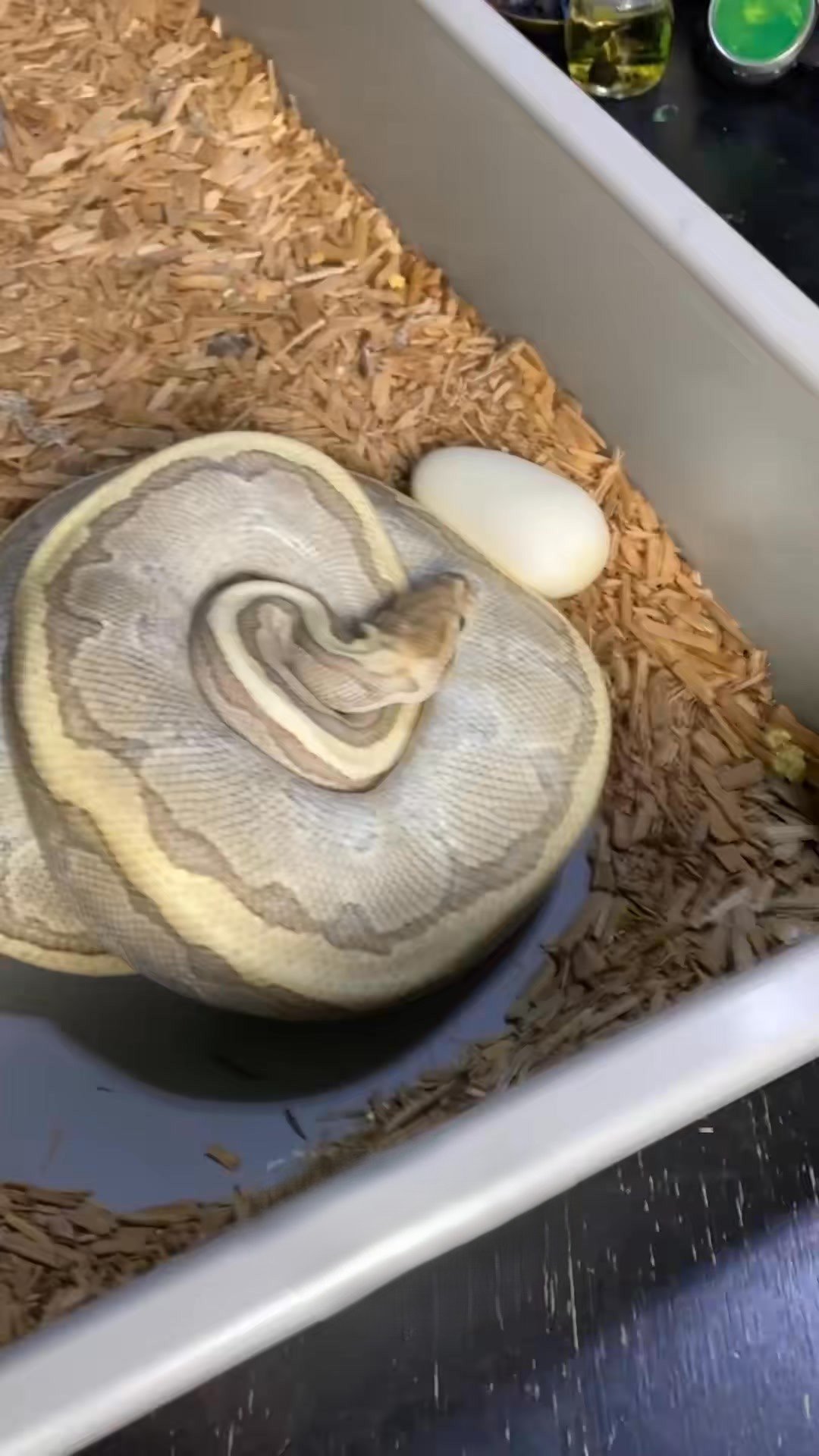 What happened to this egg?