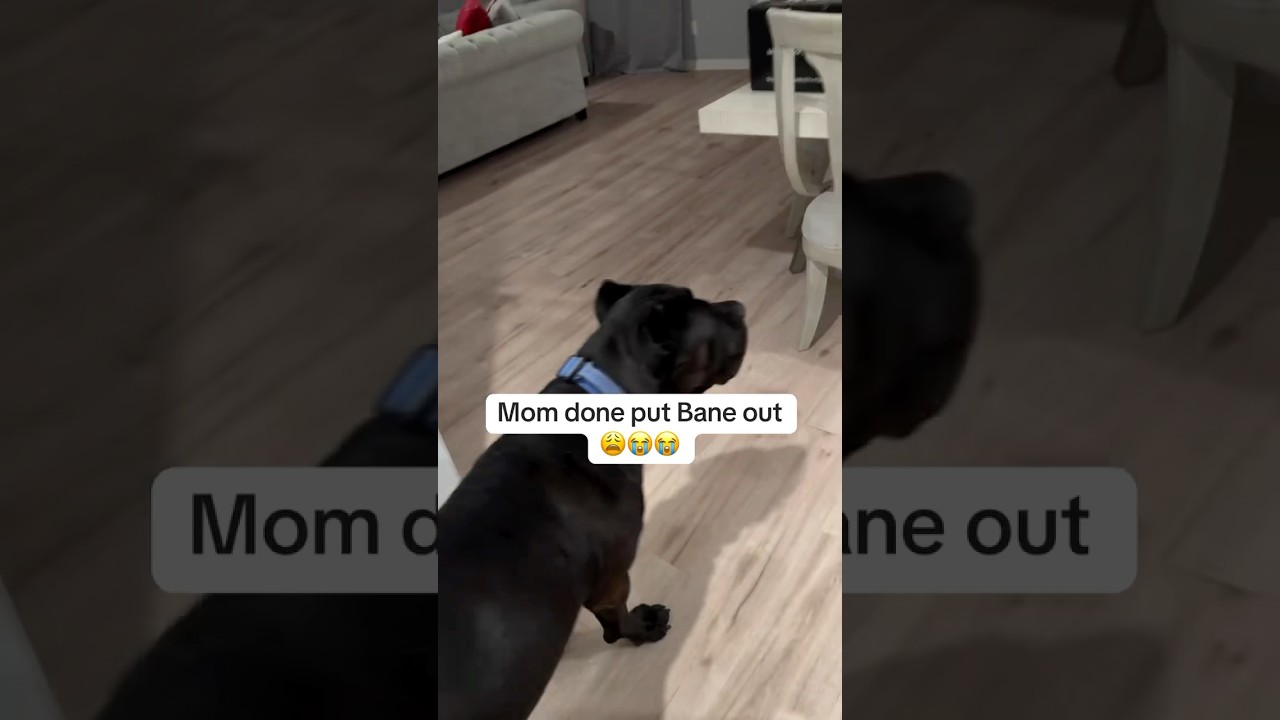 Mom put the dog out