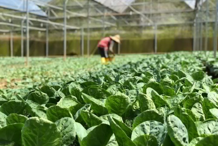 Thinking about greenhouse gardening? Here are 10 reasons to go for it