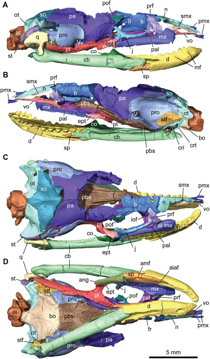 Scientists found a rare fossil showing snakes once had legs and looked ...