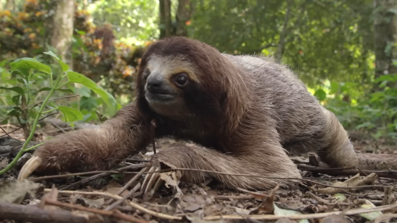 Watch what happens when a sloth falls 100 feet... it wasn’t supposed to ...