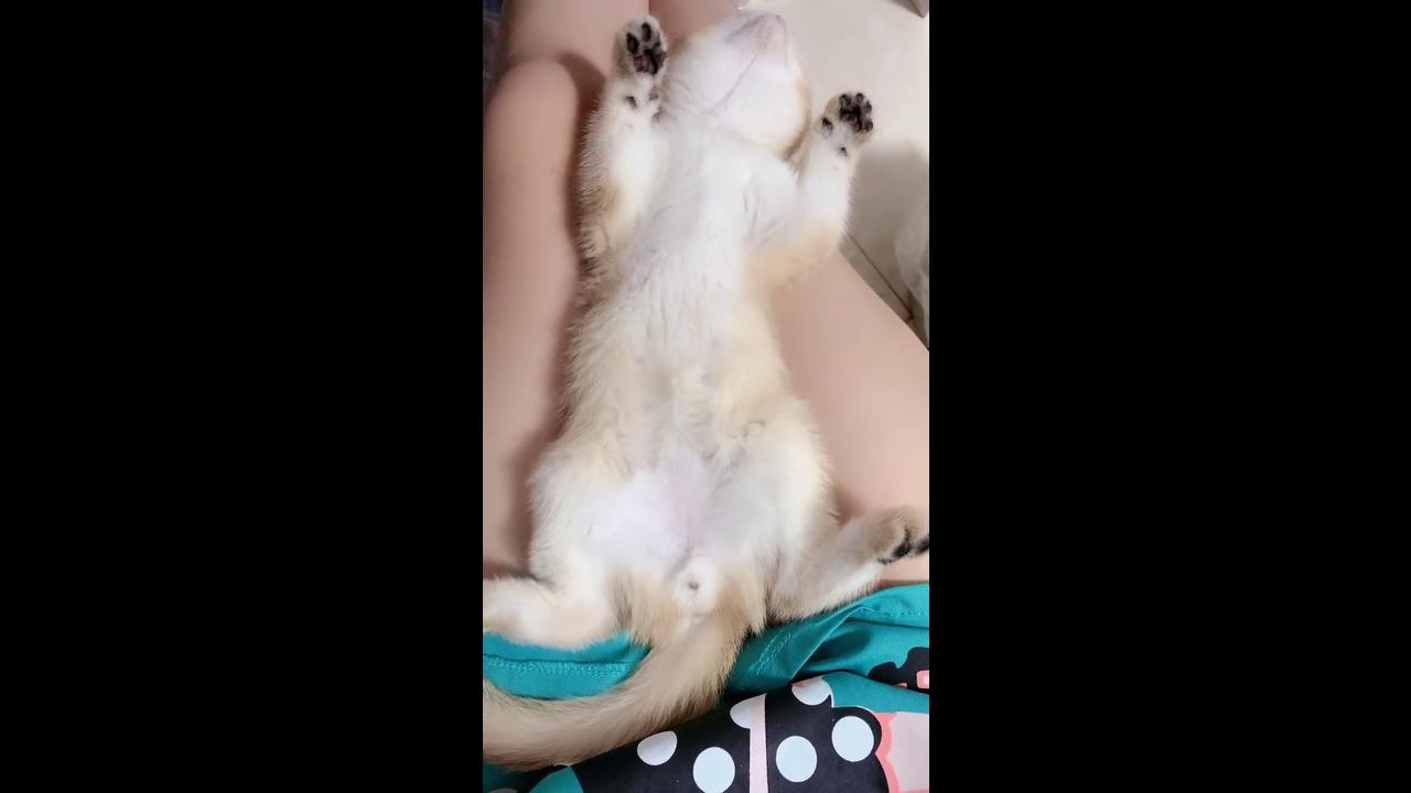 Relaxed fluffy kitten sleeping deeply on cozy human lap