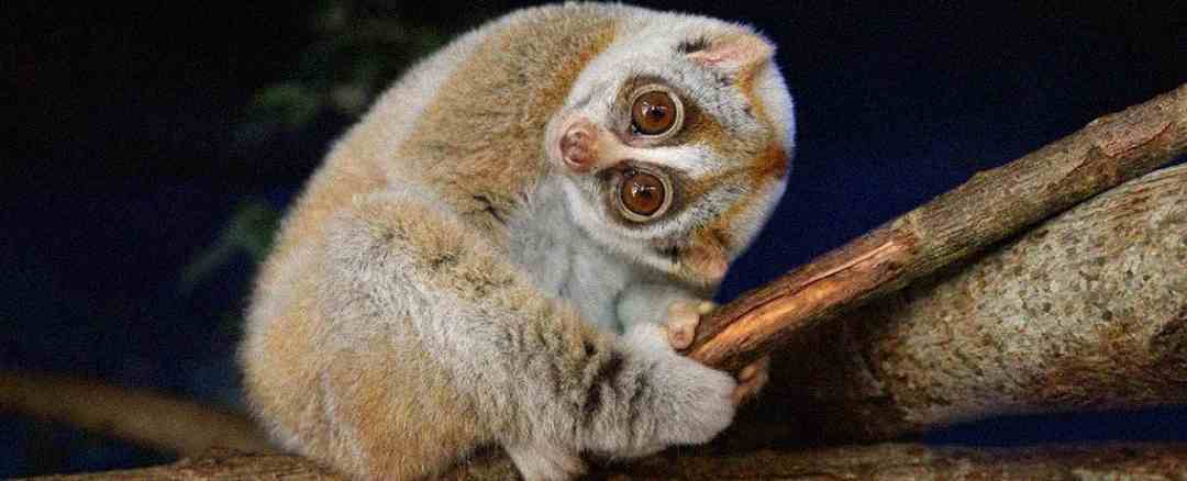 15 animals that look cute but are surprisingly dangerous