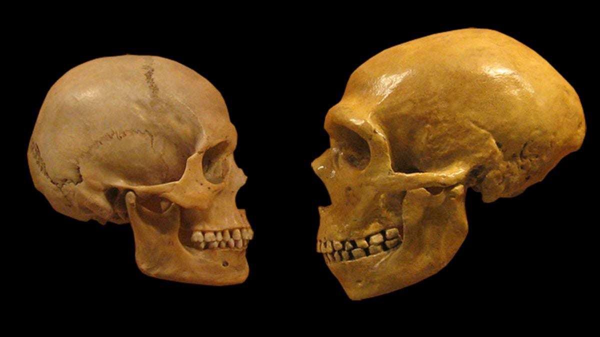 We outlasted Neanderthals thanks to one key difference, study suggests