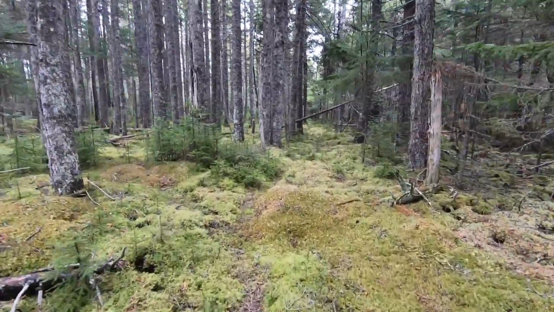 He thought the island was empty - then he found a chainsaw-cut path ...