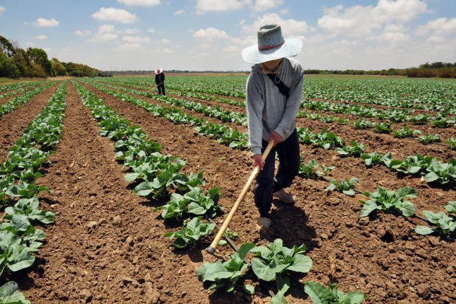 Banco Agrario: así, los beneficiarios de la Agencia Nacional de Tierras ...