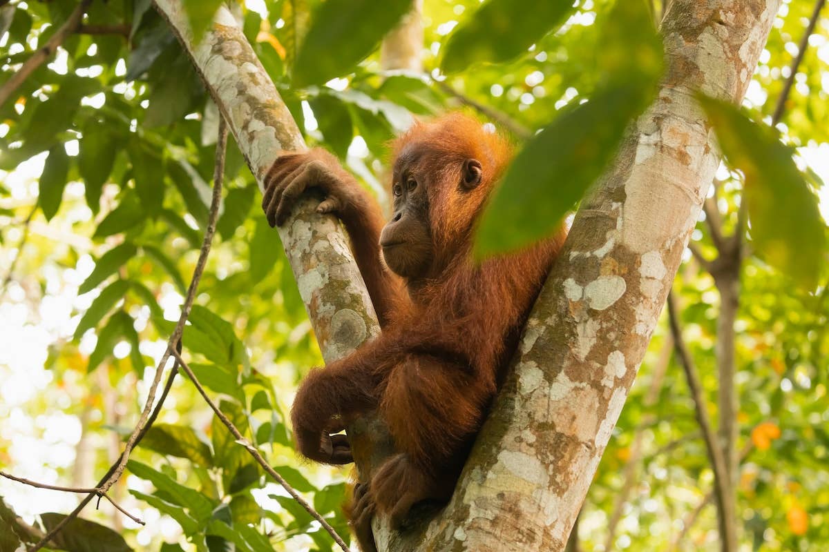 A Sumatran orangutan uses a human-made bridge to cross a busy road