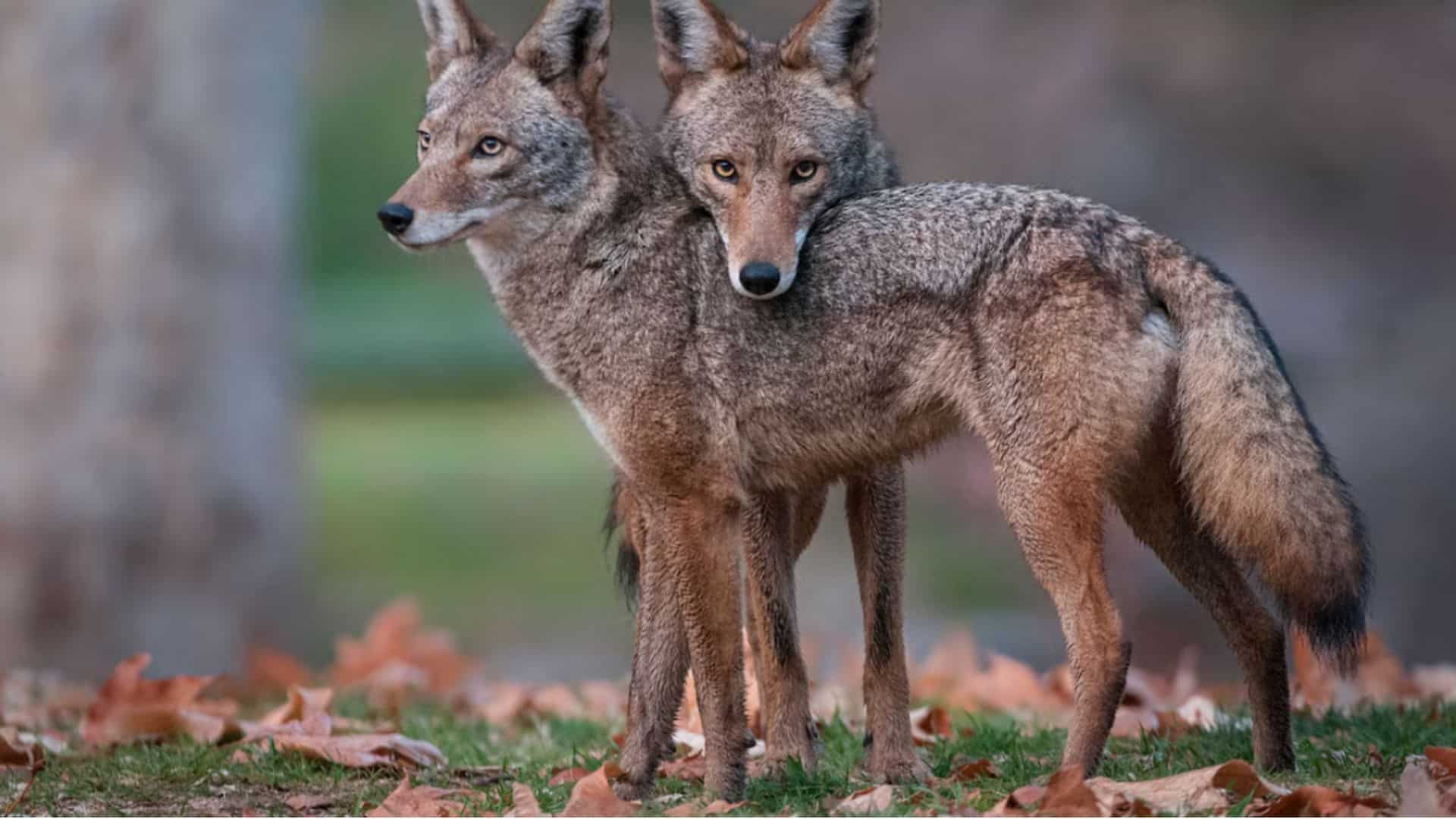Animals that find the one and never look back