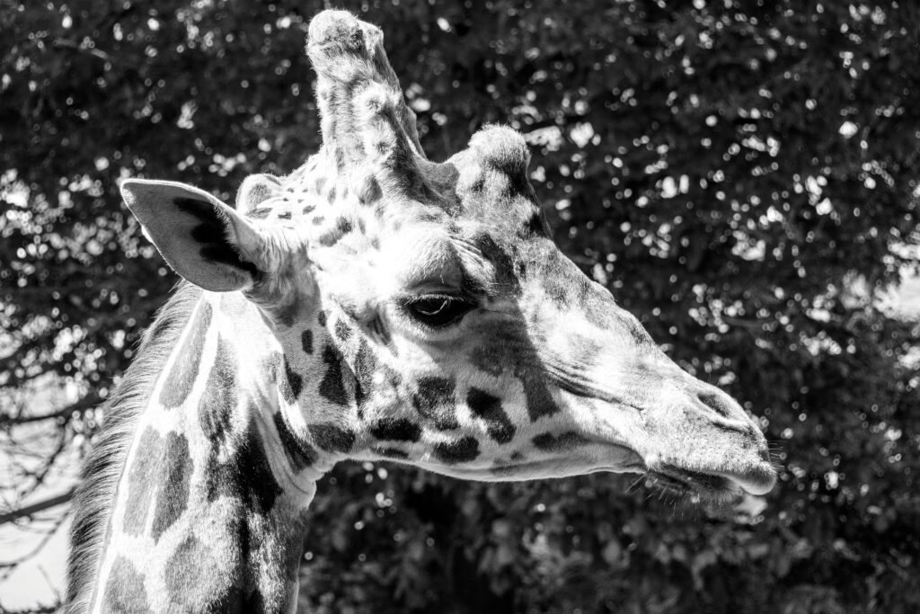 Two extremely rare white giraffes killed, sparking global mourning