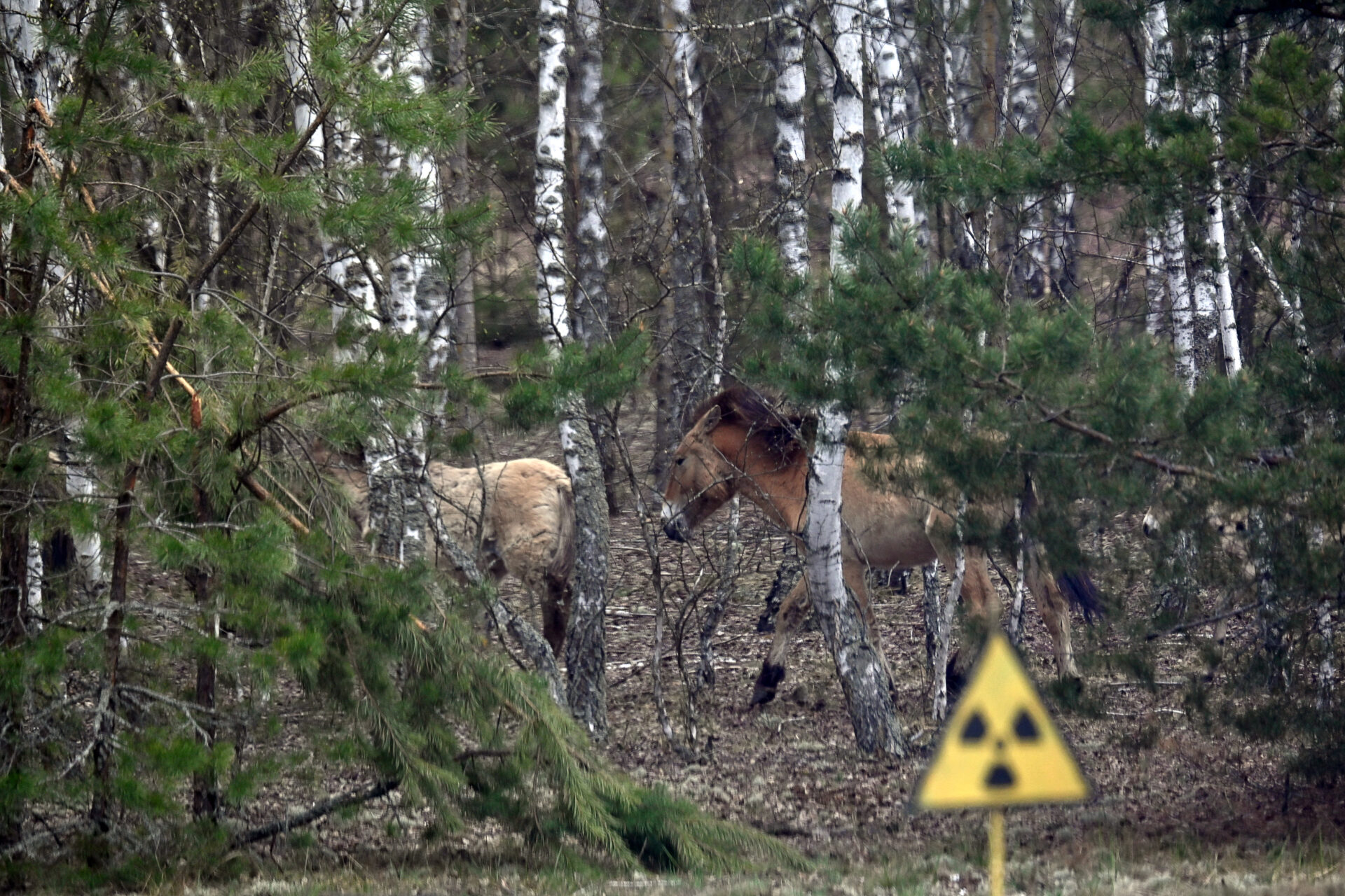 Chernobyl, o paraíso inesperado para estes incríveis animais