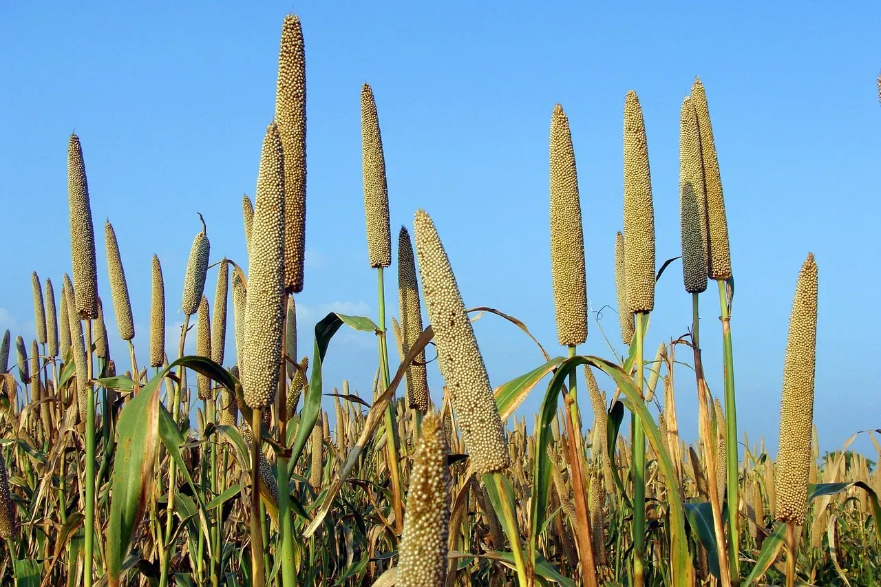 Data shows the countries eating the most heat-resistant crops per person