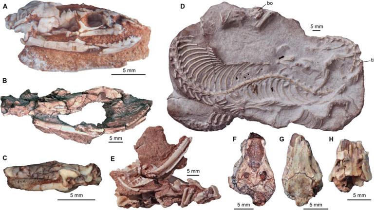 Scientists found a rare fossil showing snakes once had legs and looked ...
