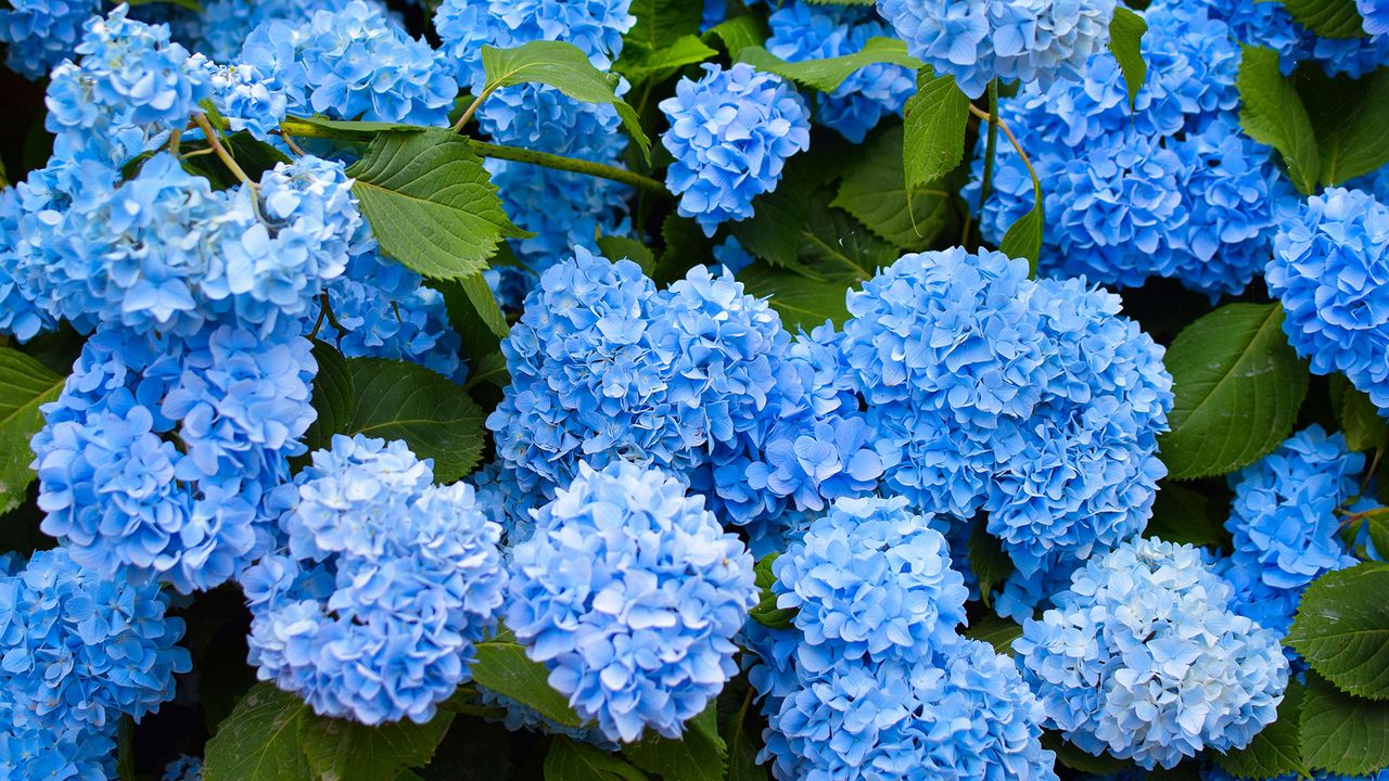 Watch the magic unfold. Create bold blue hydrangeas with 1 waste item