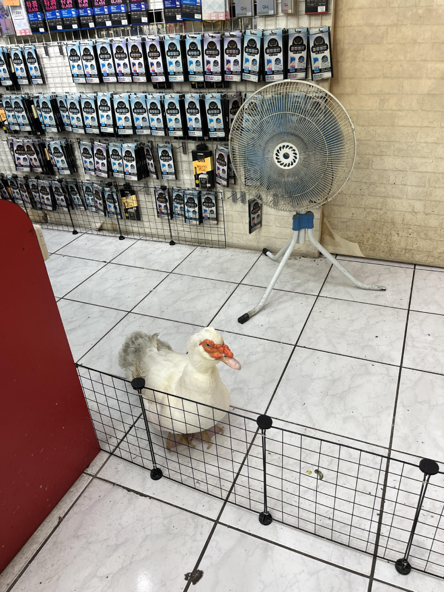 15 animals that showed up somewhere they had absolutely no business being