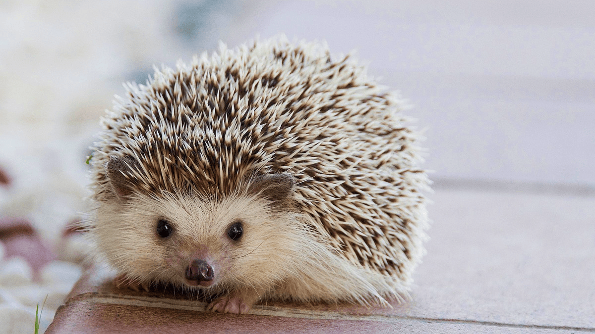 Unsuitable pets: animals you shouldn't have at home (even though many ...