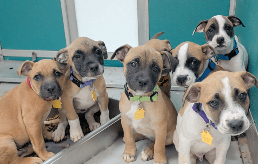 OKC Animal Welfare waves pet adoption fees for National Adopt a Shelter ...