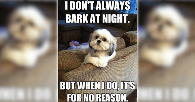 32 delightful dog memes for a dazzling day and a wholesome week
