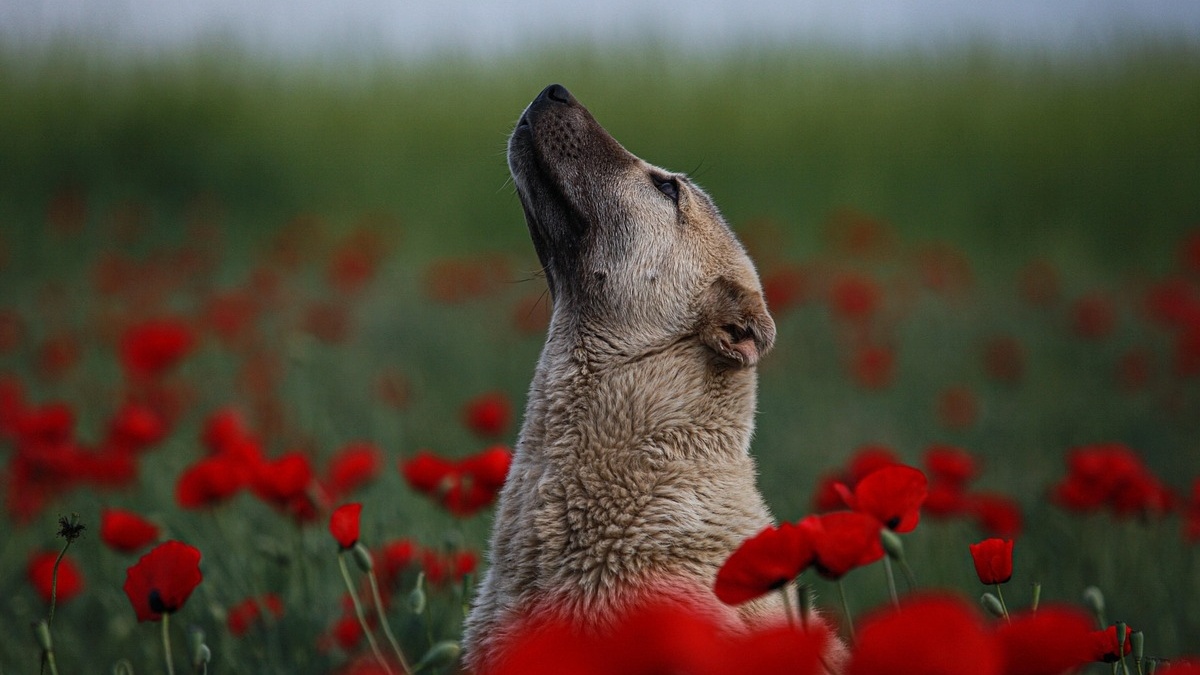 Silent signs your dog might be sick (and nearing the end), according to ...