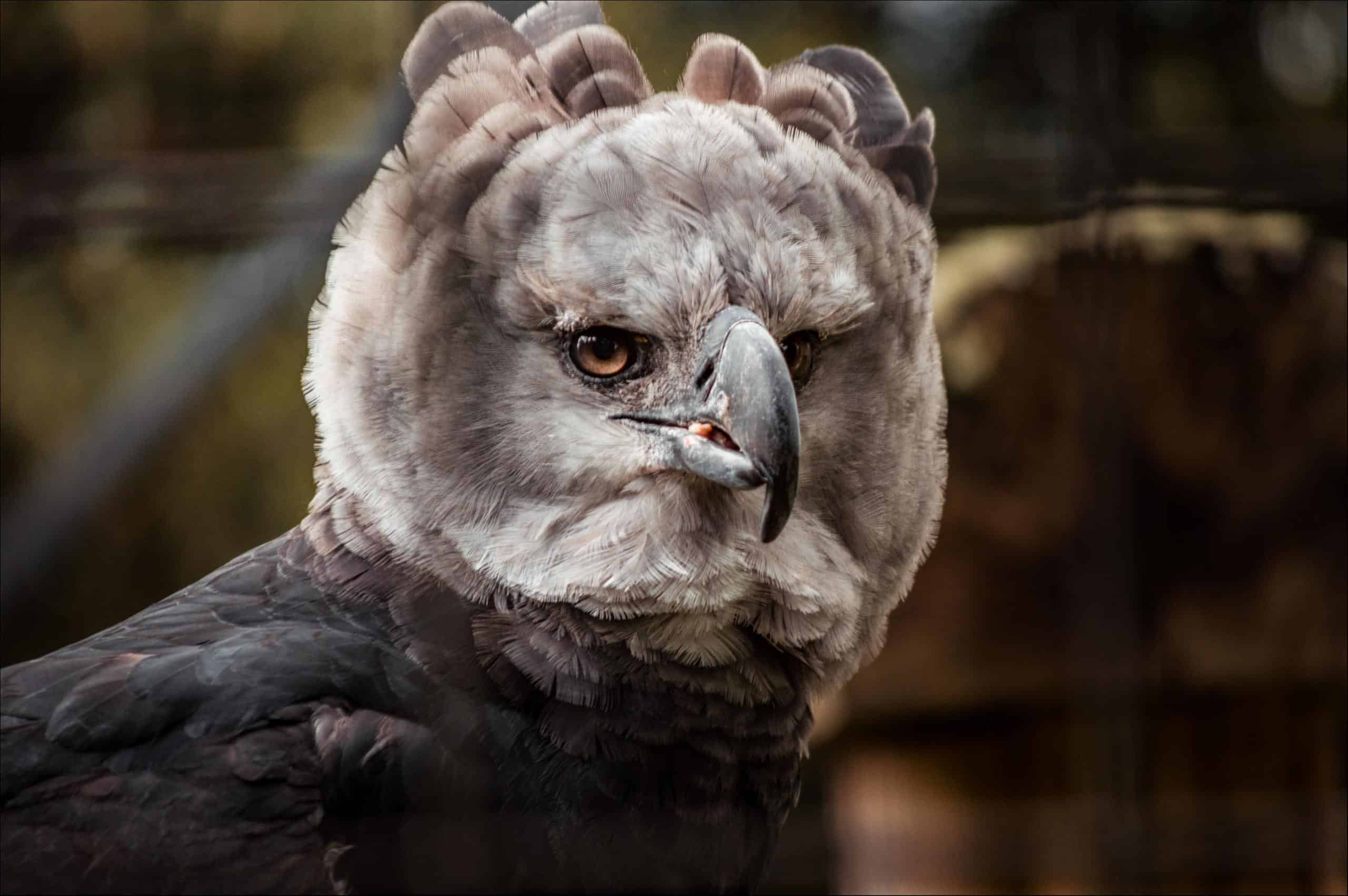 The strongest birds on Earth can carry prey that seems way too big to ...