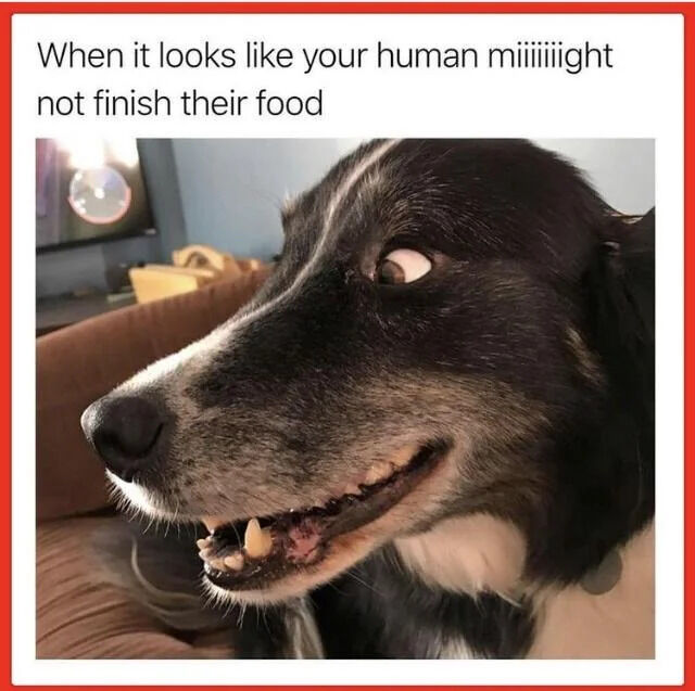 32 delightful dog memes for a dazzling day and a wholesome week