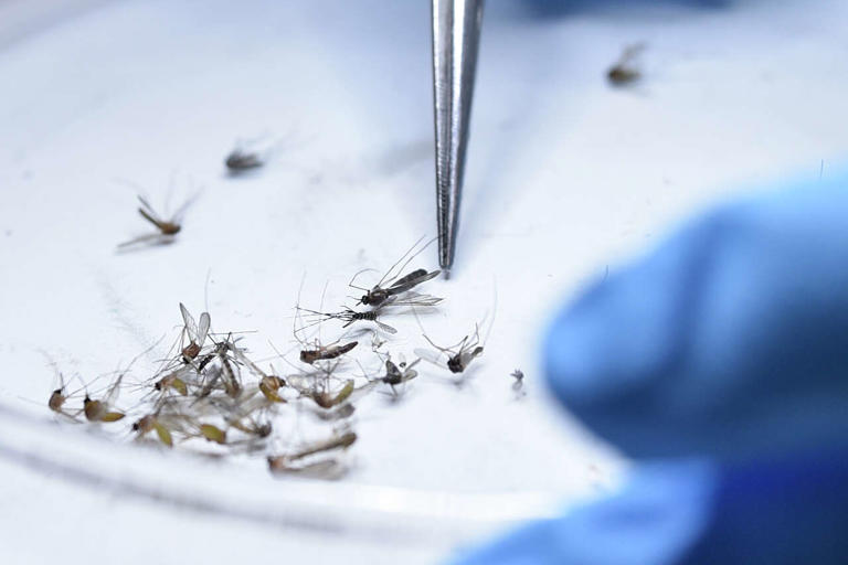 Heat and humidity drive mosquito surge in Texas, but is it worse than ...
