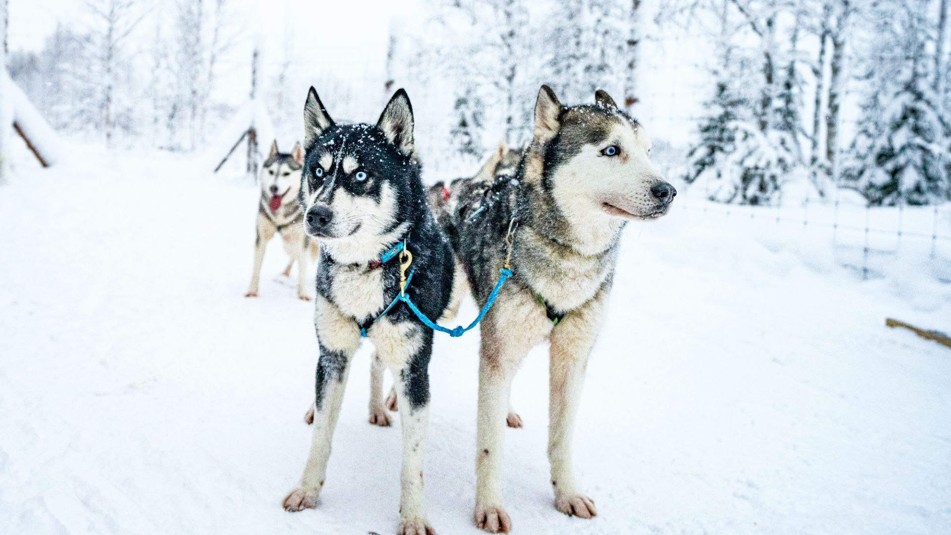 Reasons to love Siberian huskies