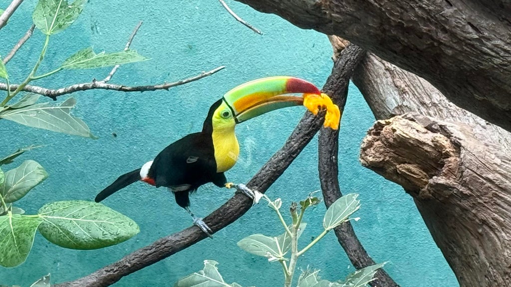 Bronx Zoo rehabilitates 14 toucans found hidden in car dashboard at US ...