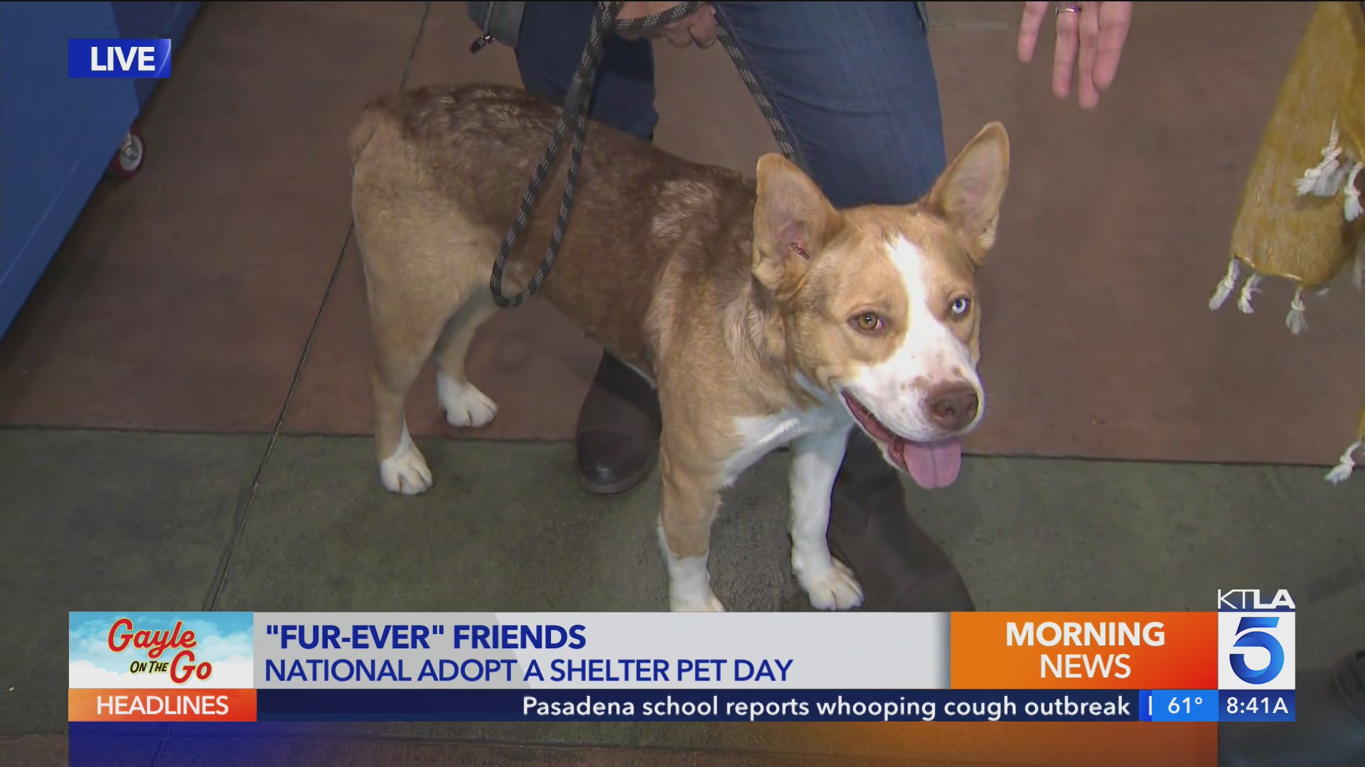 National Adopt a Shelter Pet Day