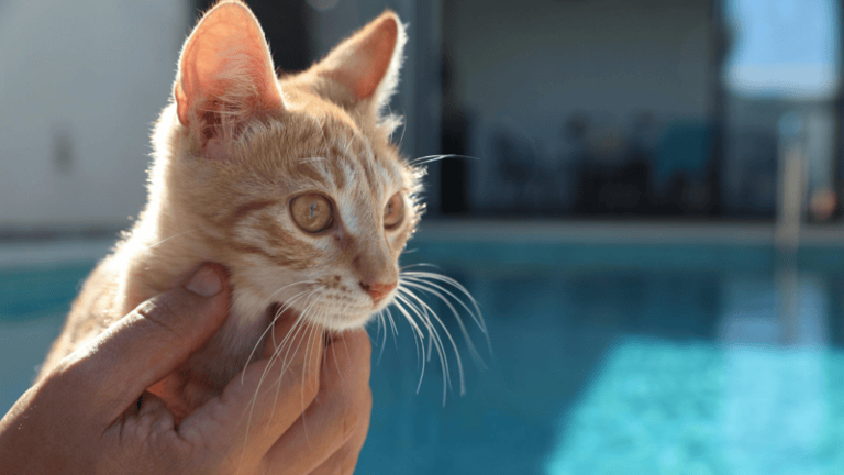 How long does it take for a cat to forget you? A vet reveals the truth