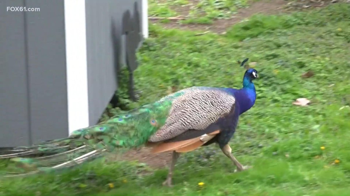 Watch: Connecticut farm owner searching for escaped peacock