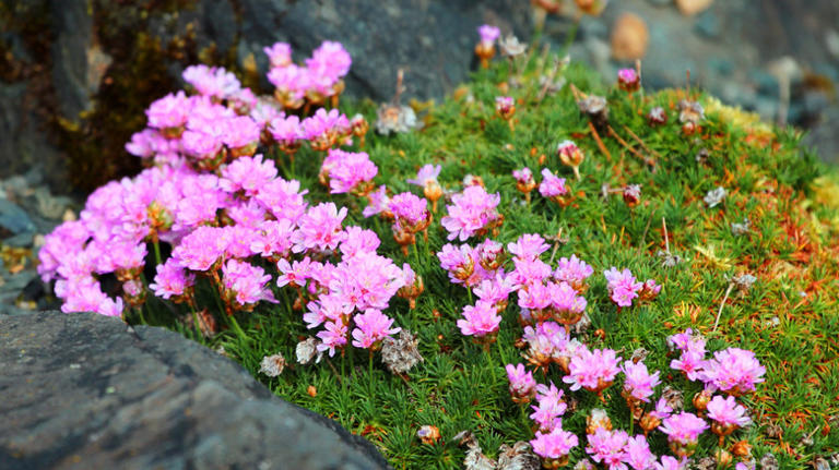 Edge your garden with a pale pink perennial flower butterflies love