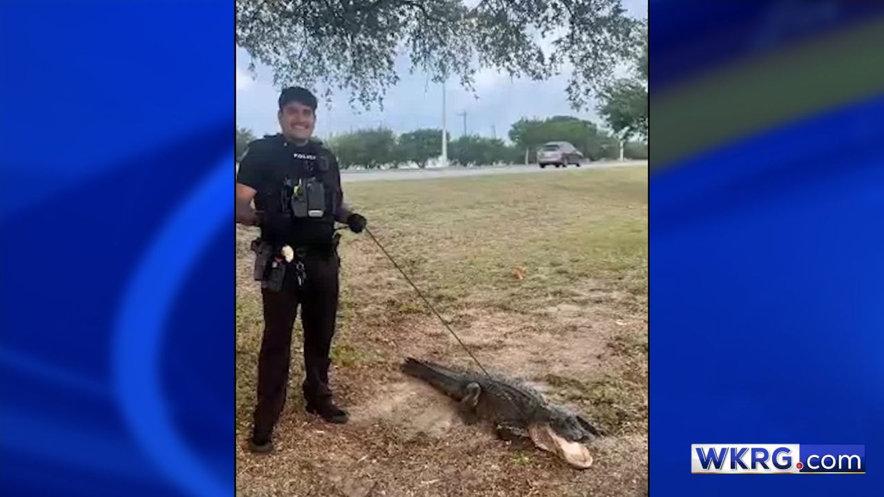 Pascagoula police hailed as ‘gator wranglers’