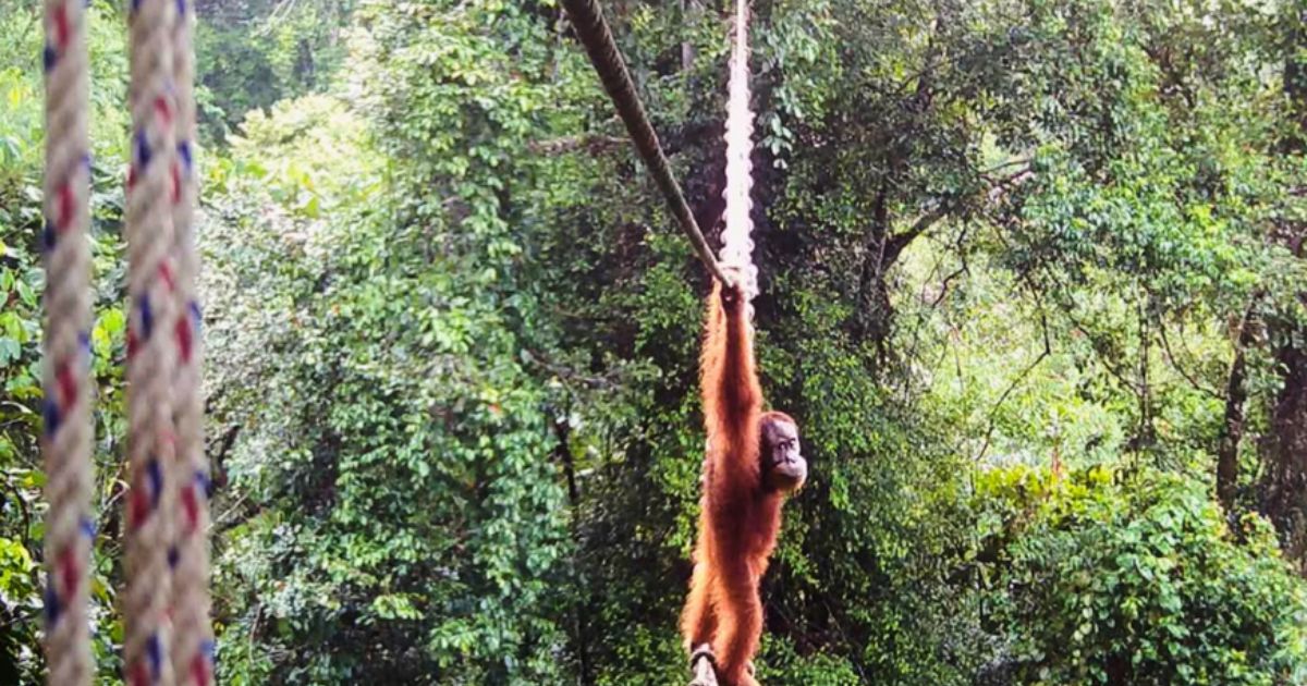 Watch: Endangered orangutan’s nail-biting leap over busy Indonesian highway